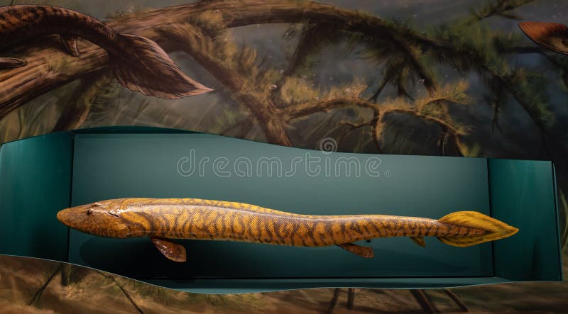 An Ancient Tetrapod Called Acanthostega on Display Stock Illustration ...
