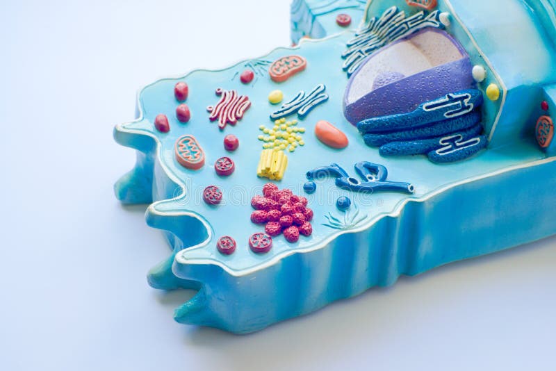 Model of animal cell stock image. Image of doctor, pathology - 95223225