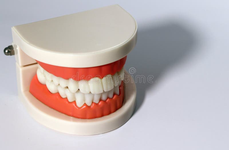 A Model of Artificial Dentistry on a White Background. Stock Image ...