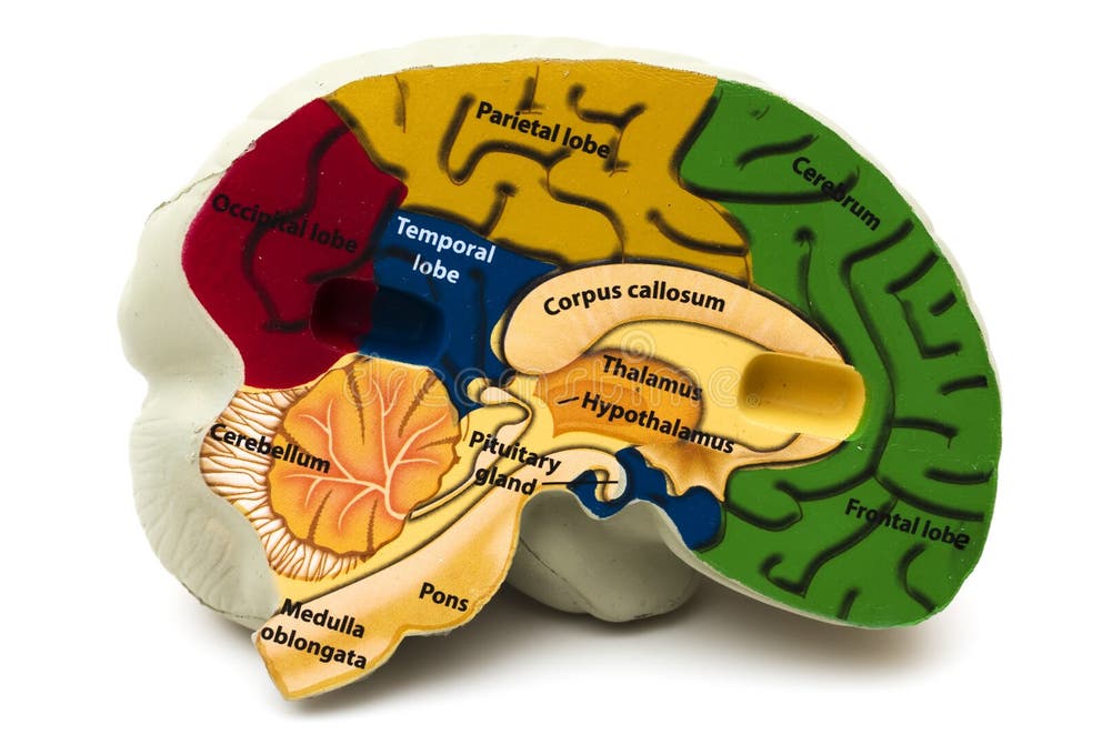 Model Brain stock image. Image of cortex, frontal, lobe - 4808291