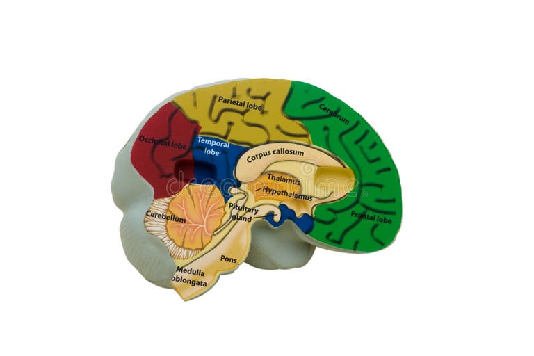 Model Brain stock image. Image of cerebral, medulla, pons - 9496907