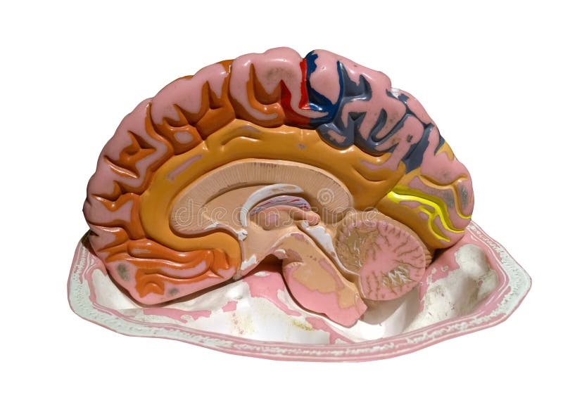 Model of a brain stock image. Image of inners, tools - 48949053
