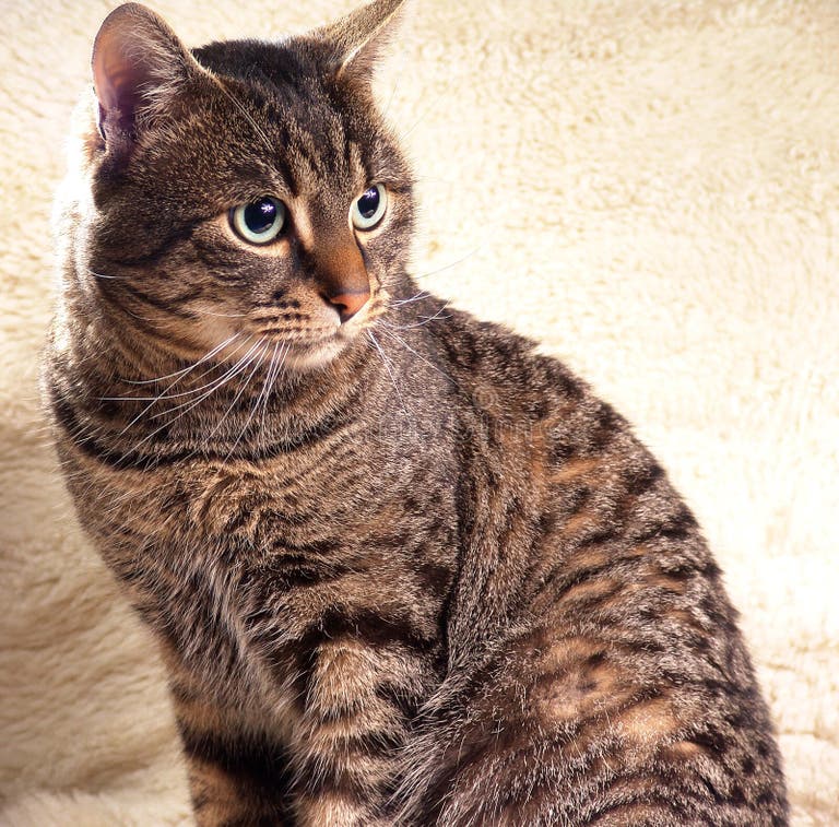 Model cat portrait stock image. Image of animal, posing - 2035673