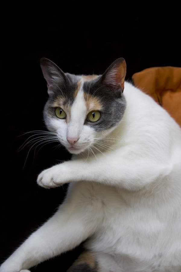 Model cat stock image. Image of animal, model, black - 205838021