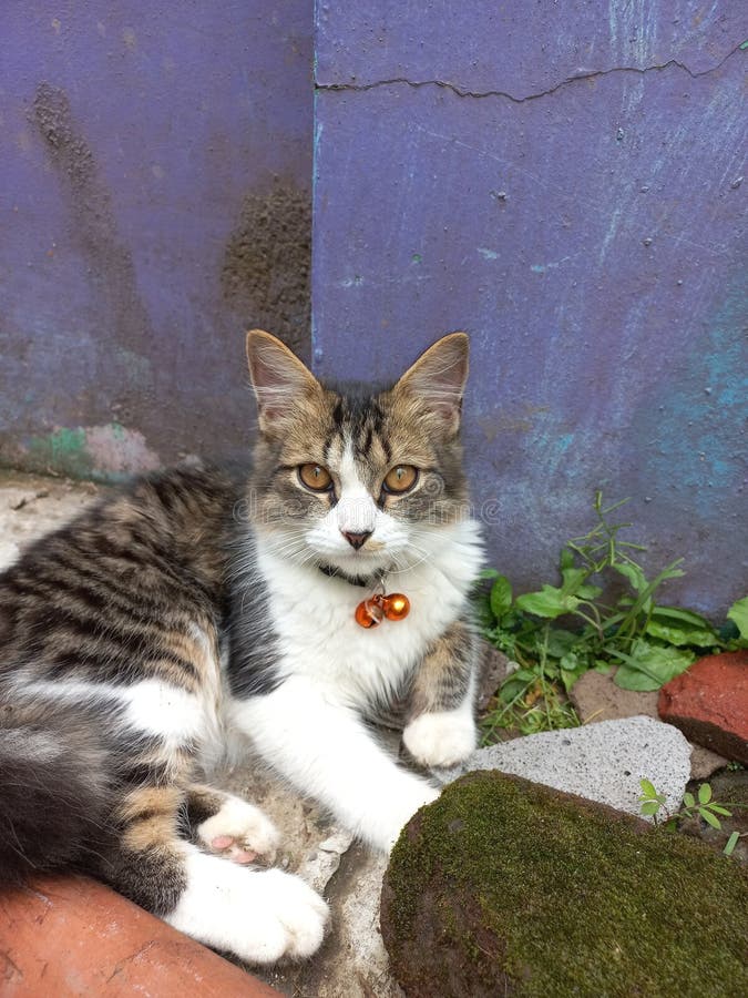 Model Cat stock photo. Image of looking, smart, handsome - 323094242