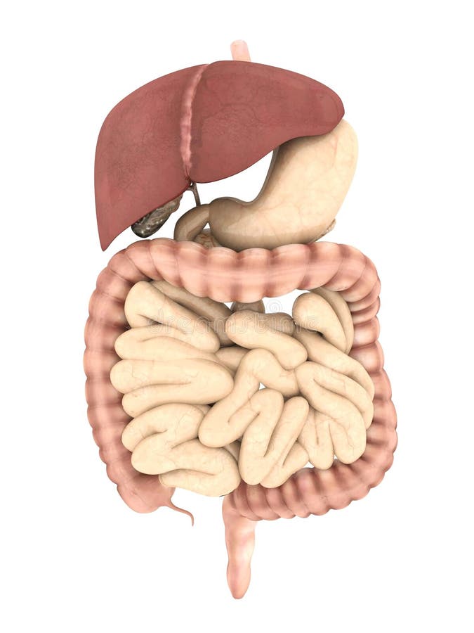Model of the Digestive System Stock Illustration - Illustration of ...