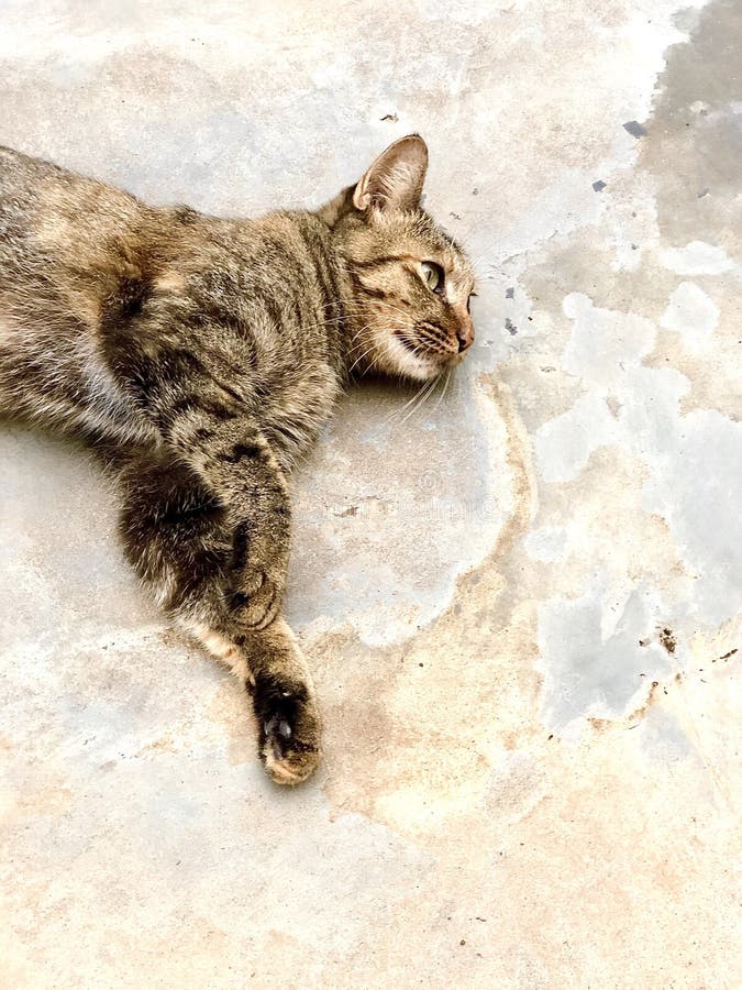 She is a Model of Dreamstime Stock Image - Image of black, happy: 196221313