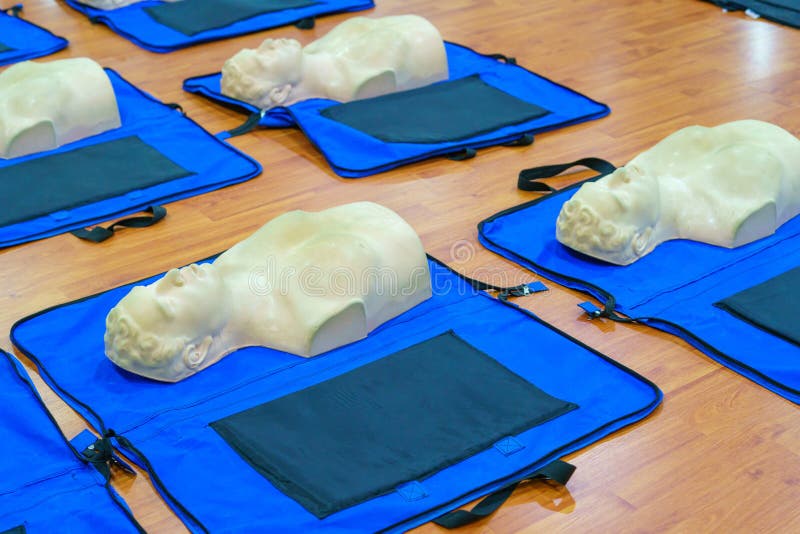 Model of Dummy Used for CPR Training Medical in Class at Hospital Stock ...