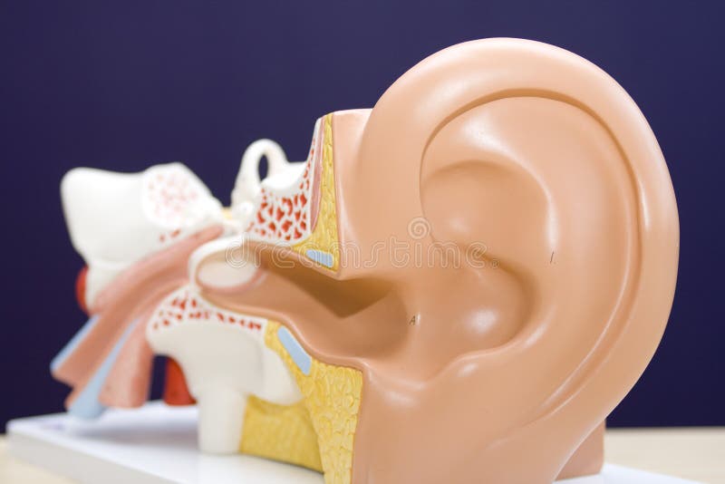 Anatomy Model of Human Head Stock Image - Image of head, healthcare ...