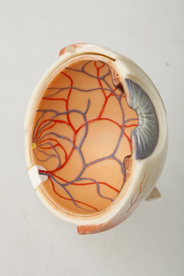 Model of an Eye for Medical Study Stock Photo - Image of ophthalmology ...