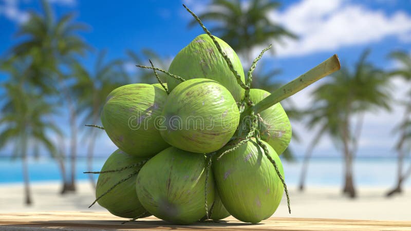 Tropical Island Fresh Cluster of Coconuts Displayed Stock Image - Image ...