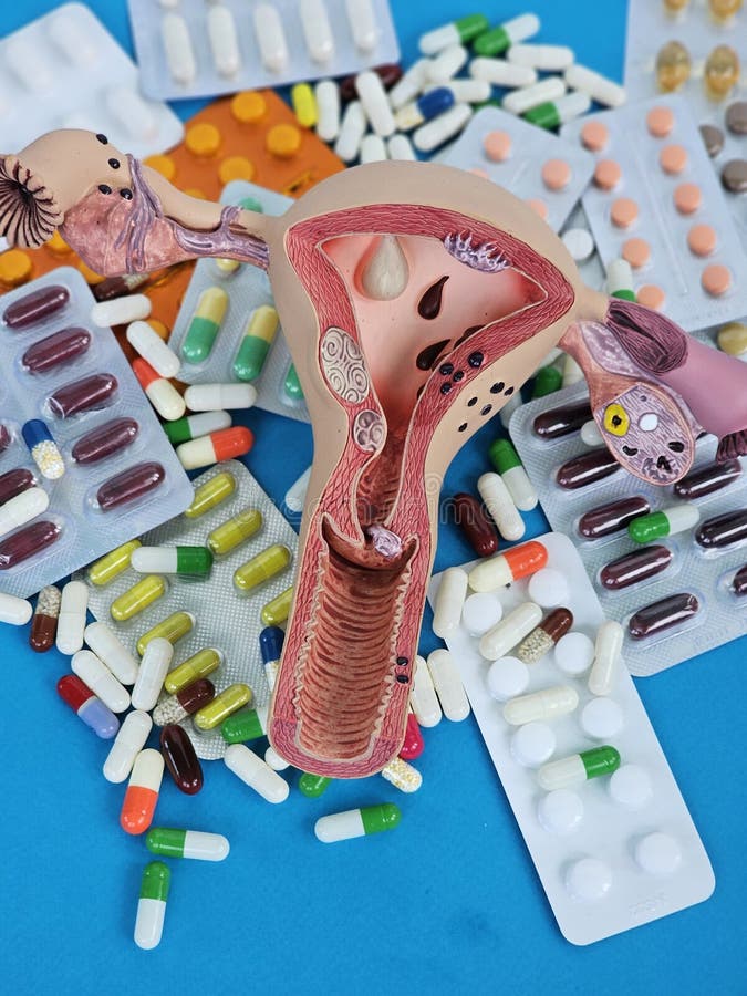 Female Reproductive System Model Diagram Stock Photos - Free & Royalty ...