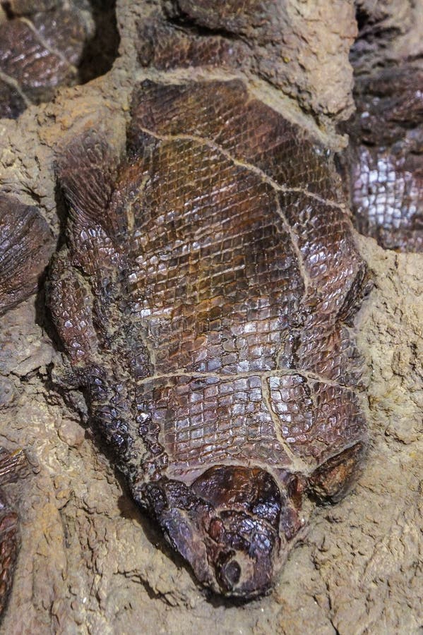The Model Fossil of Ancient Fish Stock Photo - Image of prehistoric ...