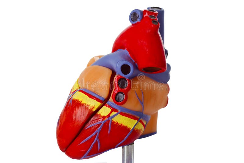 Model of Heart with Cardiac Pacemaker in Form of Chip Stock Image ...