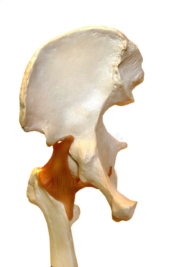 Model hip joint stock photo. Image of medical, bone, arthritis - 7297492