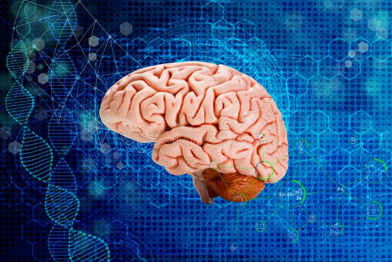 Model of the Human Brain, the Concept of Medical Health, Intellectual ...