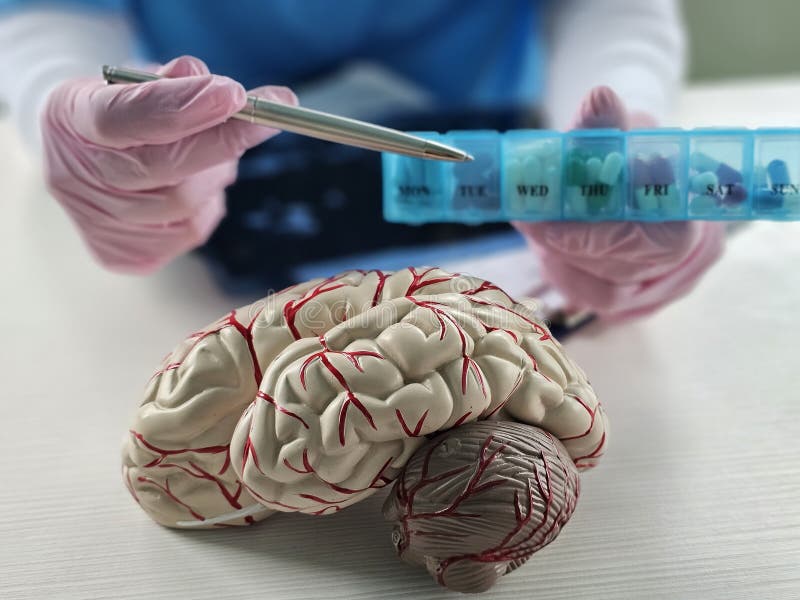 Model of Human Brain with Medication Organizer Concept Stock Image ...
