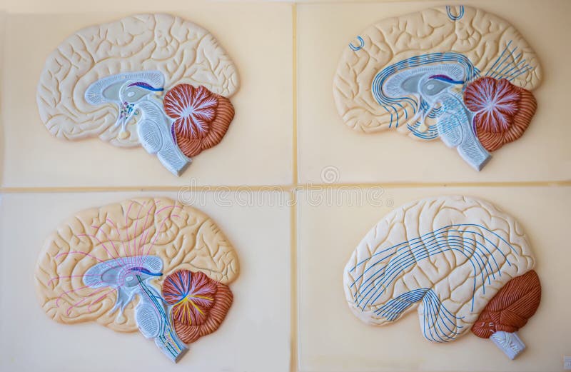 Model of the Human Brain for Teaching in the Medical Class Stock Image ...