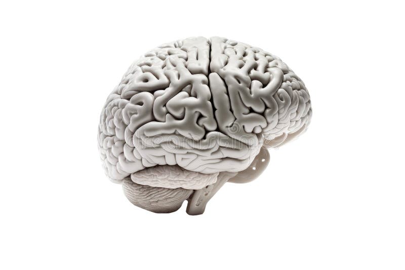 Model of Human Brain on White Background. Profile View. Intelligence ...
