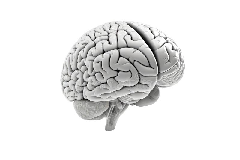 Model of Human Brain on White Background. Profile View. Intelligence ...
