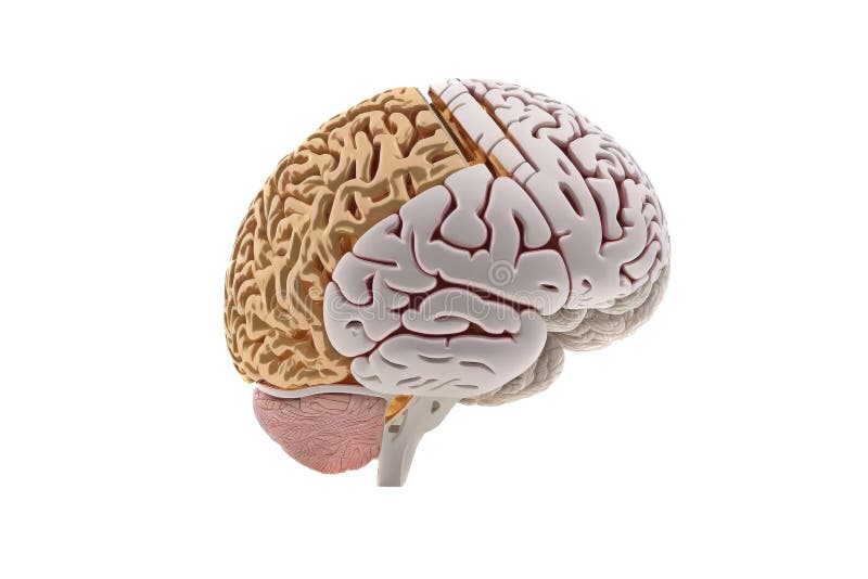 Model of Human Brain on White Background. Profile View. Intelligence ...