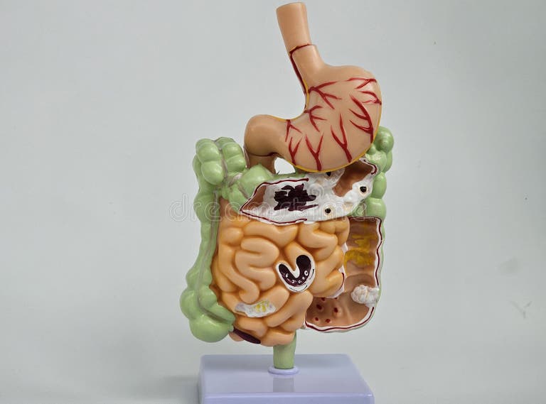 Model of Human Digestive System Highlighting Stomach and Intestines ...