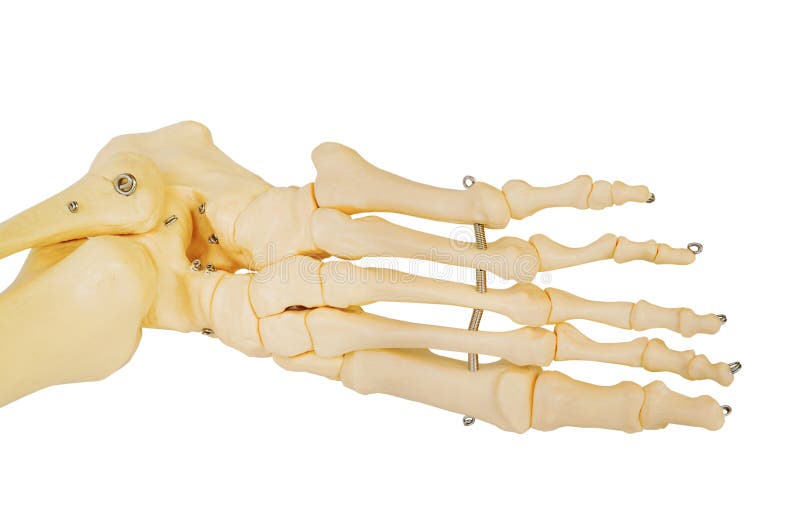 Model of a Human Foot, with All the Toes Bones and the Ankle. Stock ...