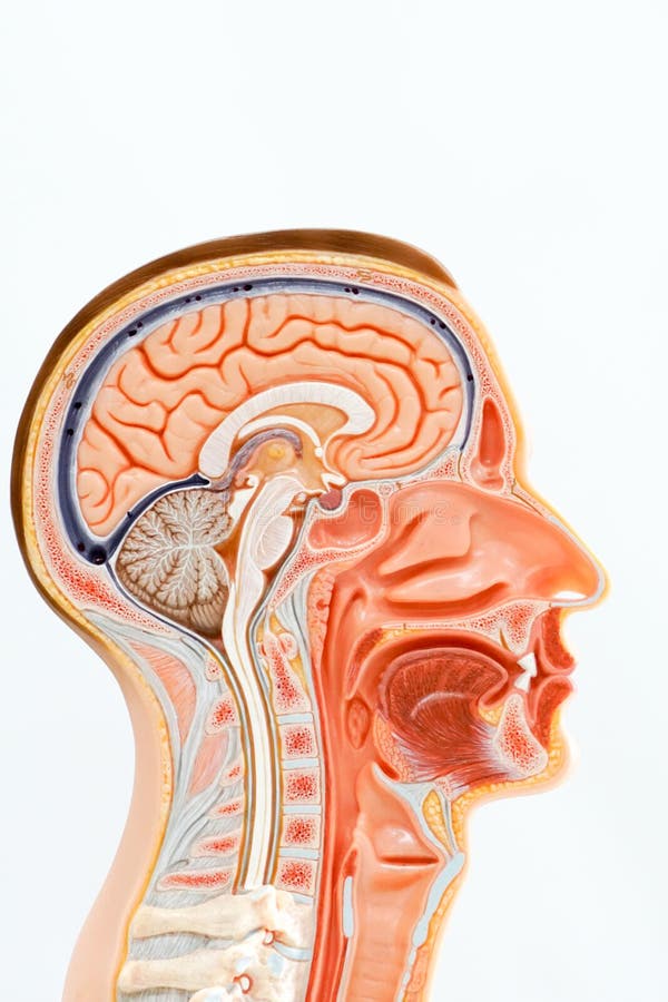 Human head anatomy model stock image. Image of biology - 104712293
