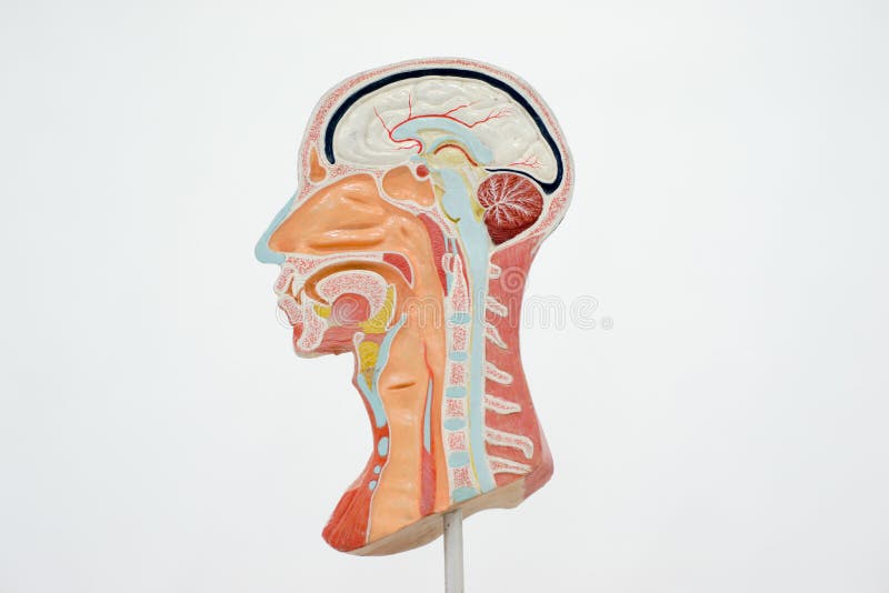 Human head anatomy model stock image. Image of biology - 104712293