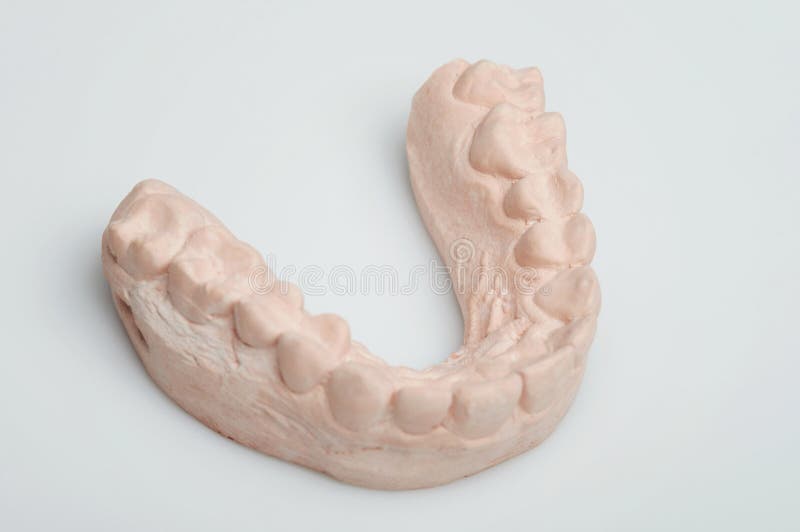 Model of human jaw stock image. Image of pink, model - 230033375