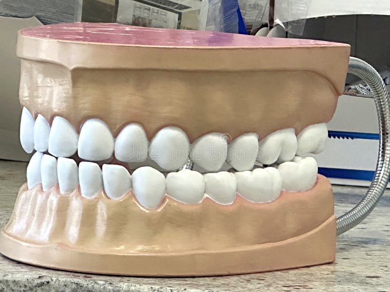 Model of Human Jaw with Teeth Stock Image - Image of dentistry ...