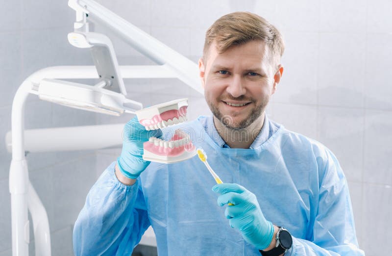 A Model of a Human Jaw with Teeth and a Toothbrush in the Dentist& X27 ...