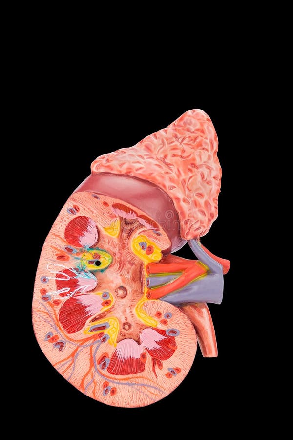 Model human kidney outside stock photo. Image of digestive - 47330172