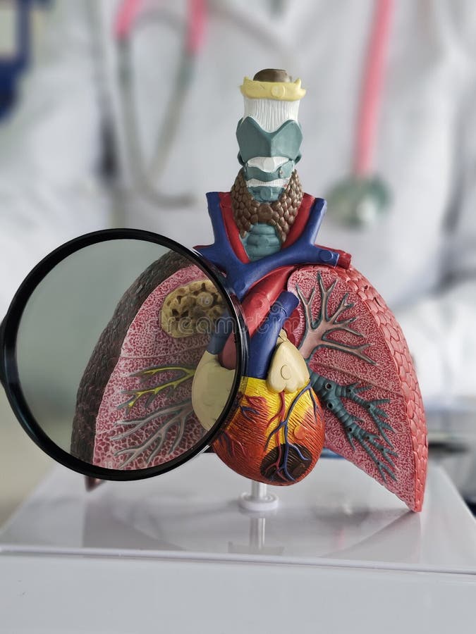 Model of Human Lungs and Heart Displayed for Educational Purposes Stock ...