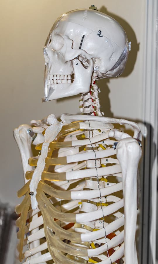 Model of human skeleton stock photo. Image of body, educational - 85975958