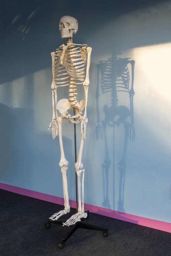 Model of Human Skeleton and Its Shadow Against Blue Wall Stock Photo ...