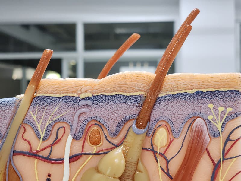 Model of Human Skin Anatomy Stock Image - Image of food, layer: 284065249