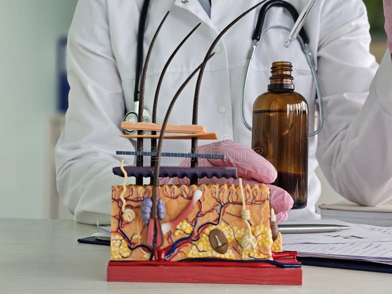Model of Human Skin Structure and Cosmetic Oil Stock Photo - Image of ...
