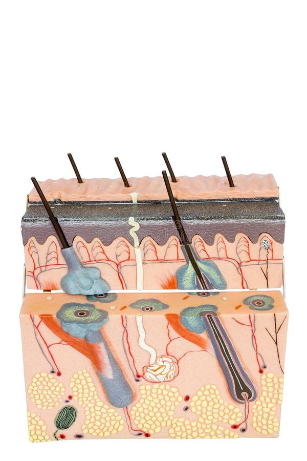 Model Human Skin Tissue on White Background Stock Image - Image of ...