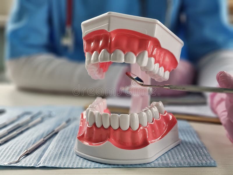 Model of Human Teeth on Display during Dental Examination with Tools ...