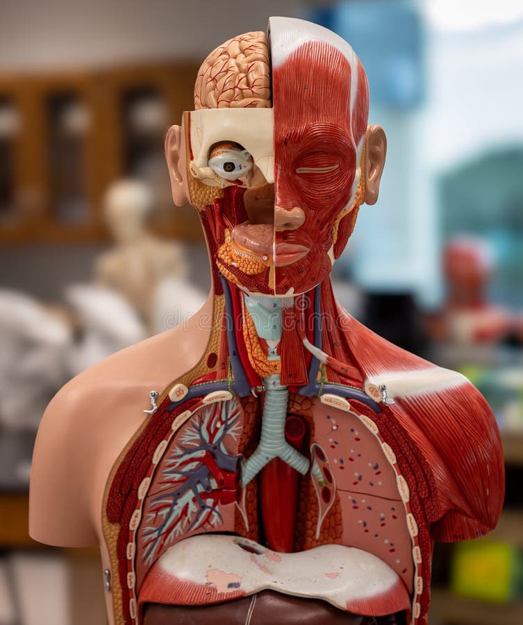 Frontal View of Human Torso with Organs Stock Photo - Image of facial ...