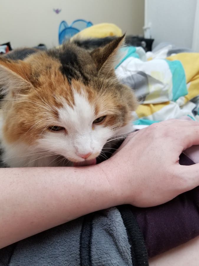 Model kitty stock photo. Image of kitty, model, damn - 139282278