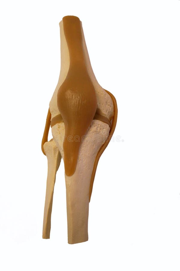 Model knee stock photo. Image of bone, model, display - 7265434