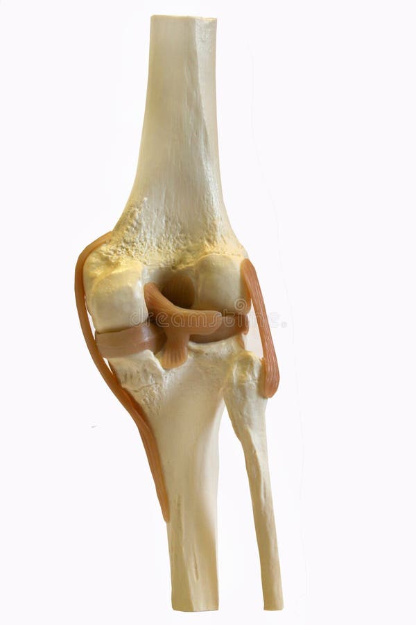 Model knee stock photo. Image of bone, model, display - 7265434