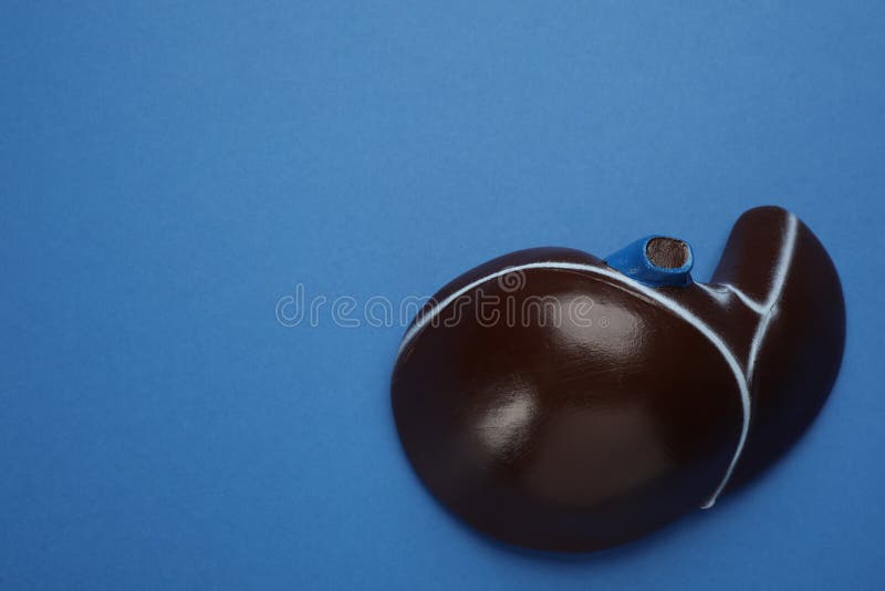 Model of Liver on Blue Background, Top View. Space for Text Stock Image ...