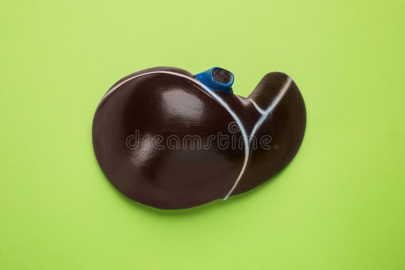 Model of Liver on Light Green Background, Top View Stock Photo - Image ...