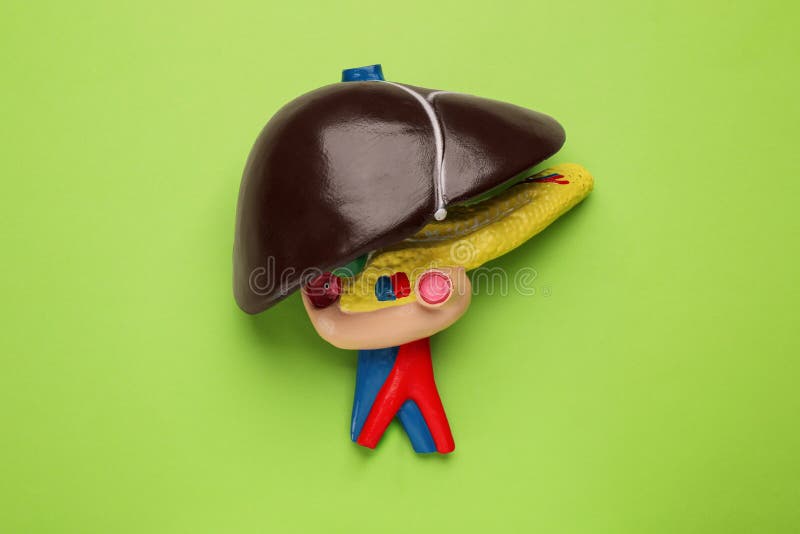 Model of Liver on Light Green Background, Top View Stock Image - Image ...