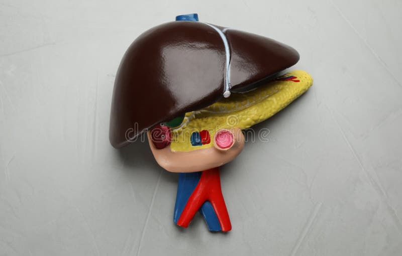 Model of Liver on Light Grey Background, Top View Stock Photo - Image ...