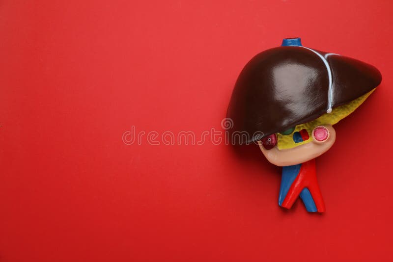 Model of Liver on Red Background, Top View. Space for Text Stock Photo ...