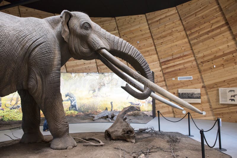 Model of mastodon editorial photo. Image of museum, ancient - 137908111